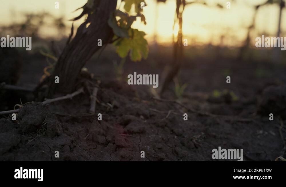 Ground vine growing Stock Videos & Footage - HD and 4K Video Clips - Alamy