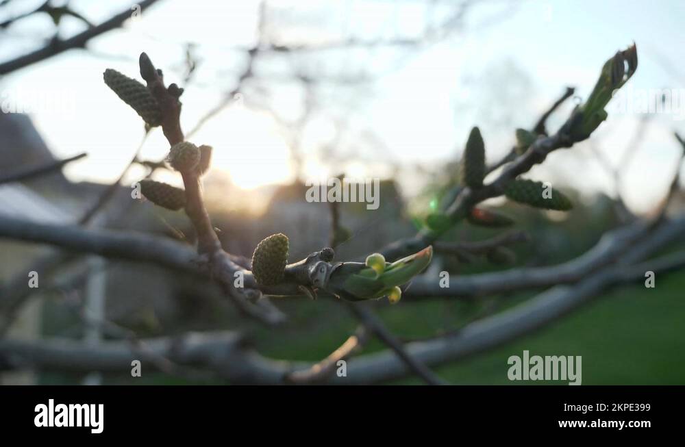 Buds of walnut Stock Videos & Footage - HD and 4K Video Clips - Alamy