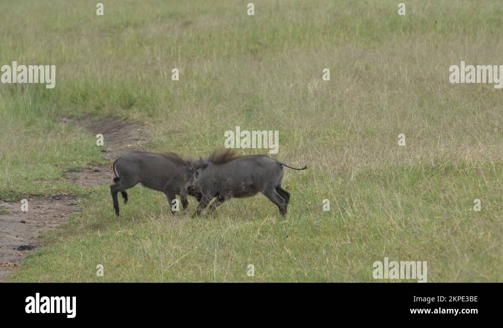 Wildlife africa warthog fight Stock Videos & Footage - HD and 4K Video ...