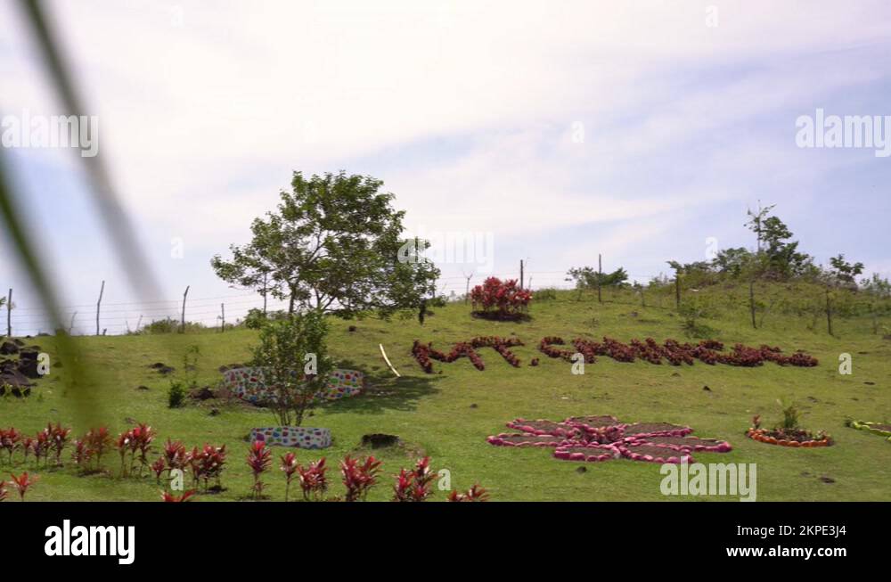 Palm Tree Foliage Revealed Mount Caningag Park In Pintuyan, Southern ...