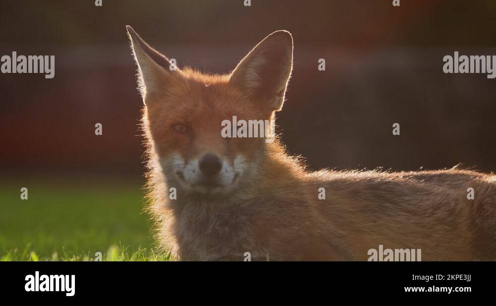 Backlit wildlife Stock Videos & Footage - HD and 4K Video Clips - Alamy