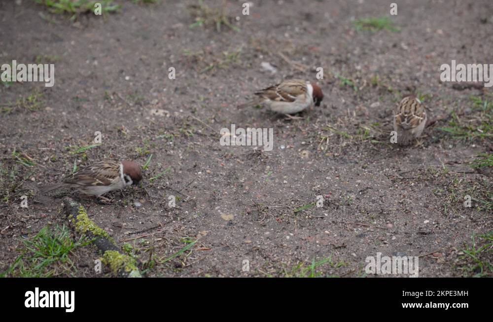 On the feed on forest ground in spring Stock Videos & Footage - HD and ...