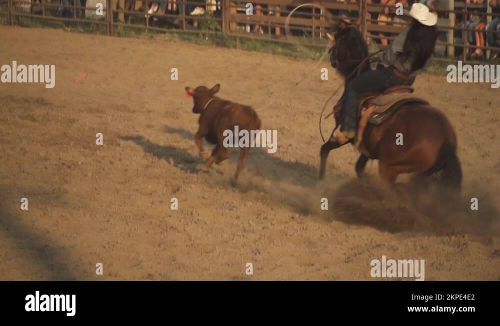 Cowboys on horseback lassoing a running calf at in a dusty arena at a ...