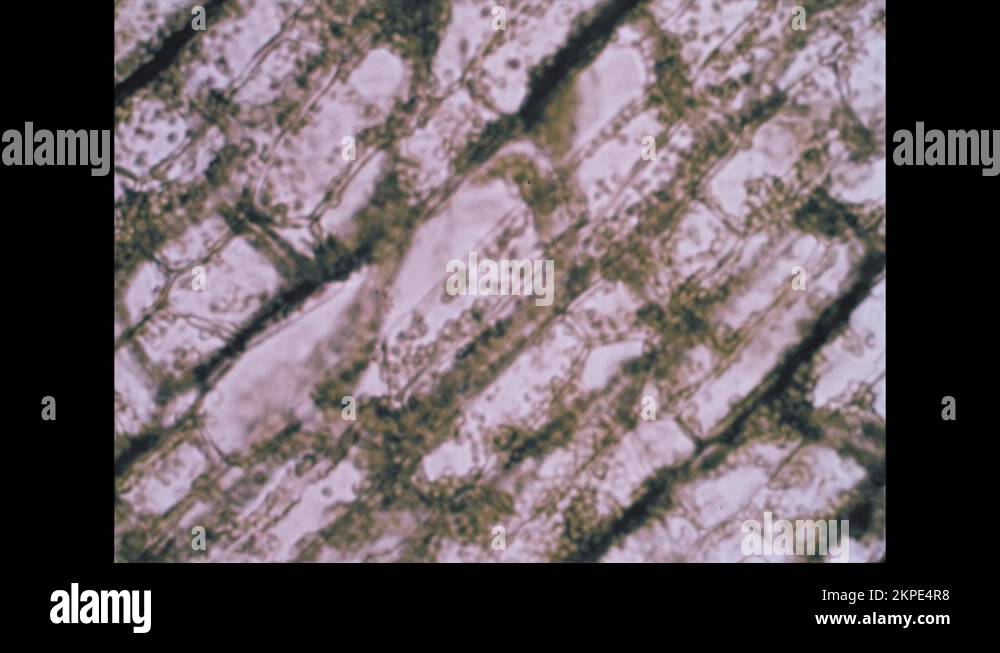 1940s: Cells under light microscope. Cytoplasmic streaming. Tiny specks ...