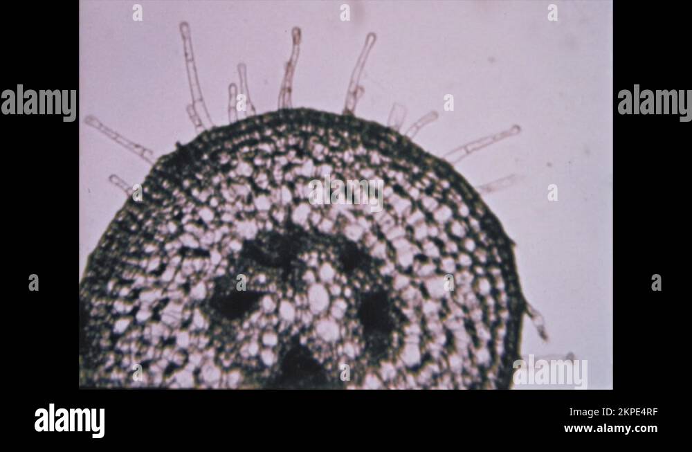 1940s: Cells under light microscope, fine hairs, cross section of plant ...