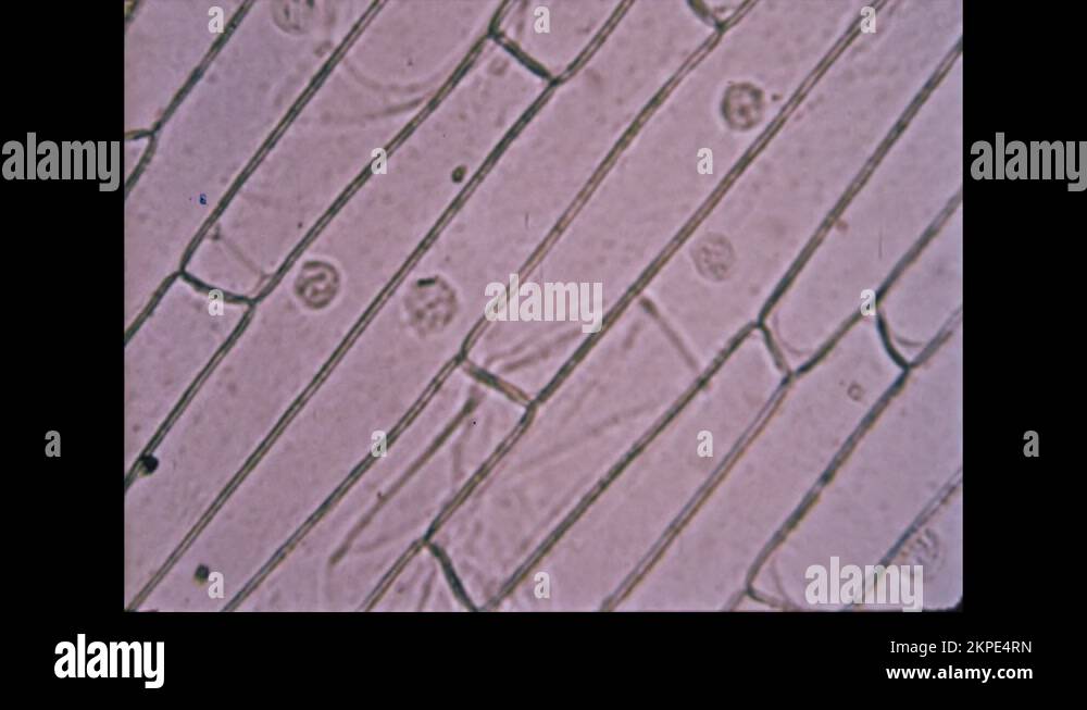 1940s: Cells under light microscope. Boy looks in microscope, adjusts ...