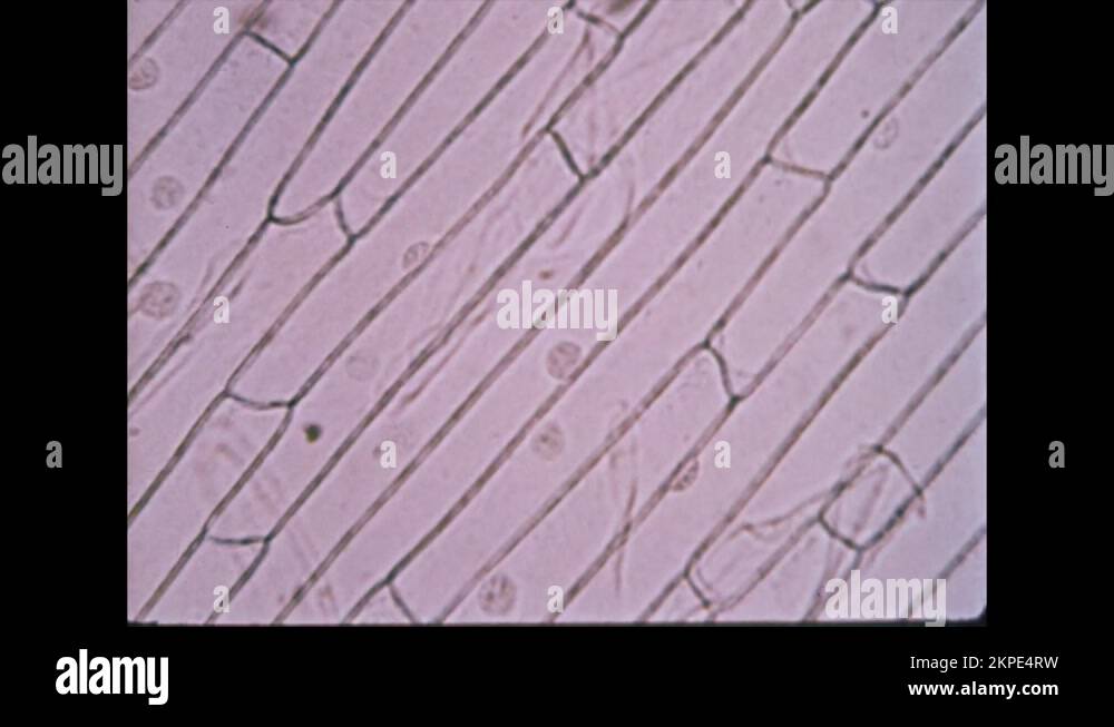 Glass cells Stock Videos & Footage - HD and 4K Video Clips - Alamy