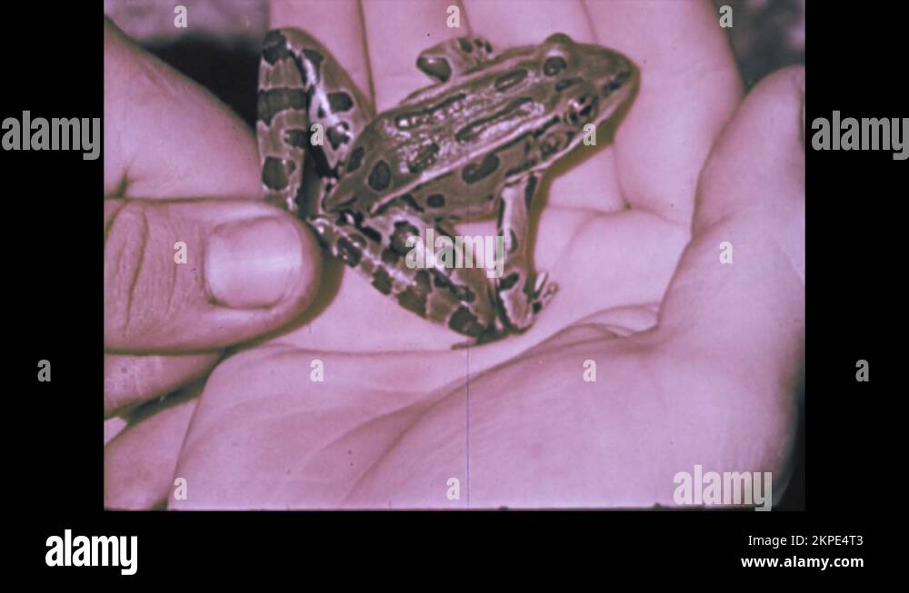 Hold frog Stock Videos & Footage - HD and 4K Video Clips - Alamy