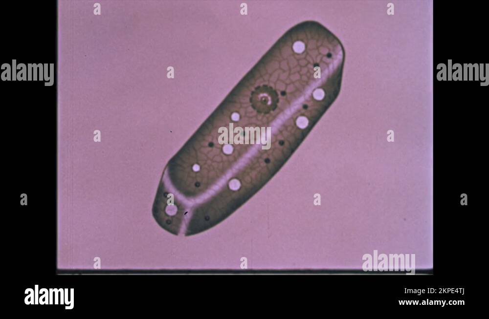 1940s: Drawing of cells, cell wall, nucleus, vacuoles, protoplasm ...