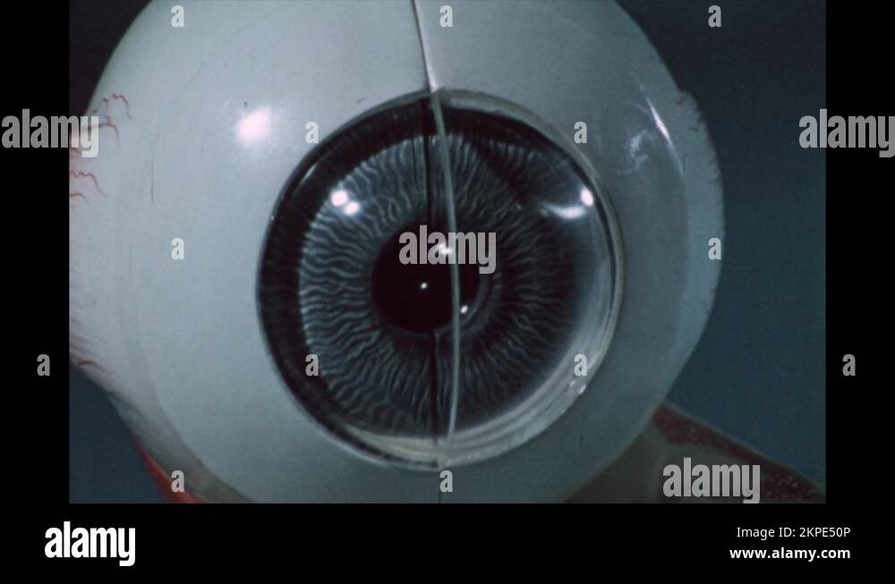 Cross section of the human eye Stock Videos & Footage - HD and 4K Video ...