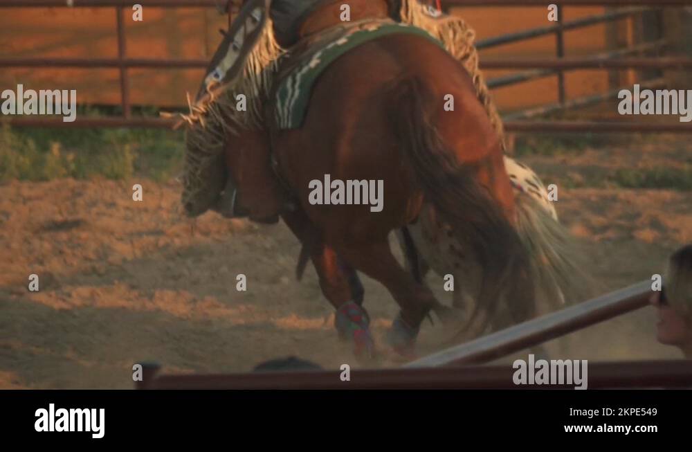 A cowboy riding a horse trying to lasso a running calf during a team ...