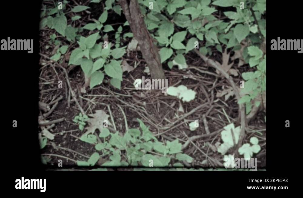 1970s: Mushrooms growing on the floor of a forest. Low ground cover ...