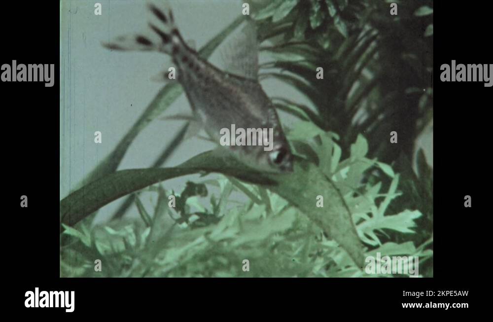Algae feeder Stock Videos & Footage - HD and 4K Video Clips - Alamy
