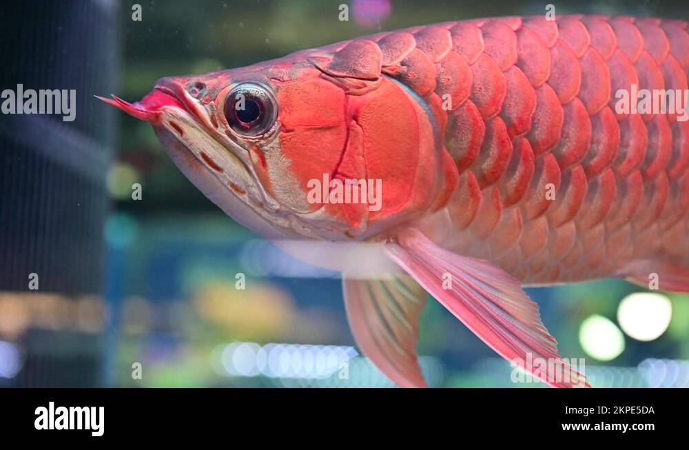 Arowana red Stock Videos & Footage - HD and 4K Video Clips - Alamy