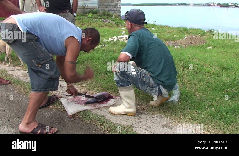 Fisherman cutting fish Stock Videos & Footage - HD and 4K Video Clips ...