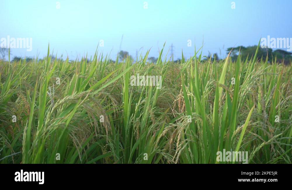 Paddy is the staple food and cash crop of most of the countries of the ...
