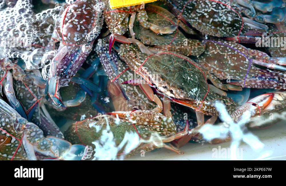 Freshly caught crab in Thailand local fish market Stock Video Footage - Alamy