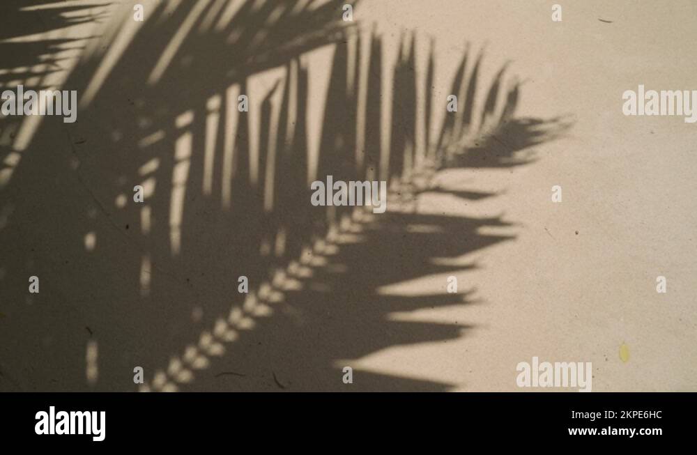 Shadow of coconut palm tree leaves move in the wind with sandy beach ...