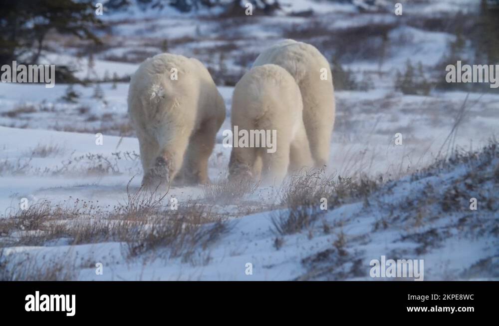 Walk out of frame Stock Videos & Footage - HD and 4K Video Clips - Alamy