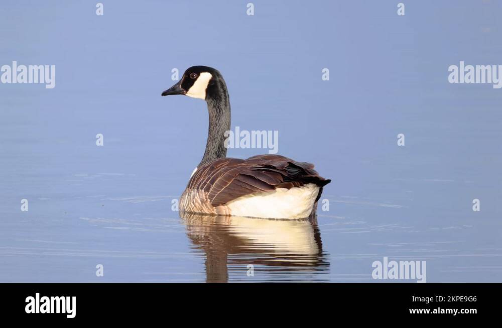Black neck goose Stock Videos & Footage - HD and 4K Video Clips - Alamy