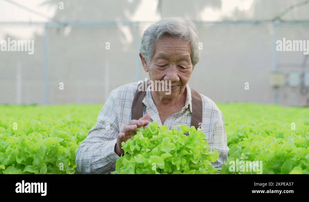 agriculture concept of 4k Resolution. Asian woman carrying vegetables ...