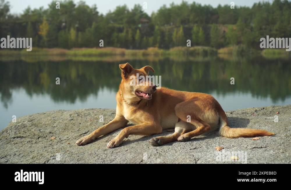 Red golden dog Stock Videos & Footage - HD and 4K Video Clips - Alamy