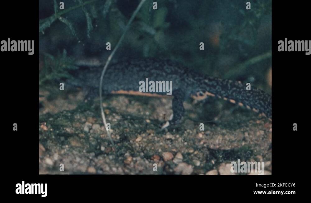 1980s: Male salamander lays spermatophore on ground. Frogs mating in ...