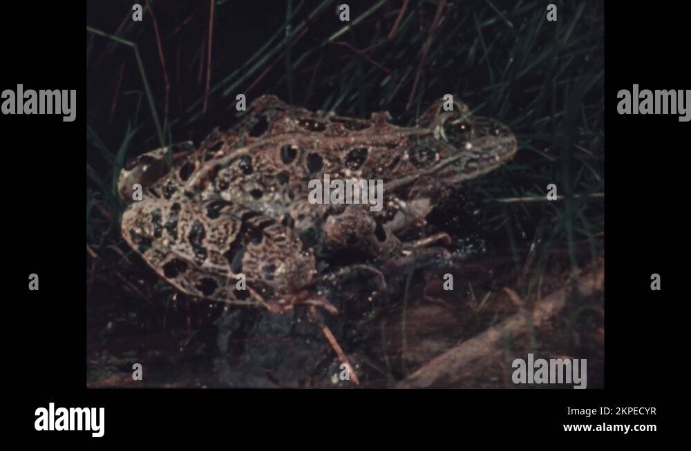 Frog veins Stock Videos & Footage - HD and 4K Video Clips - Alamy