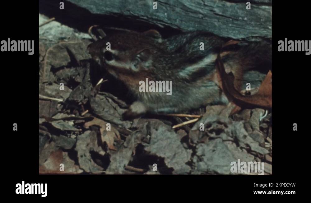 1980s: Chipmunk in leaf litter. Painted turtle. Fish swimming in water ...