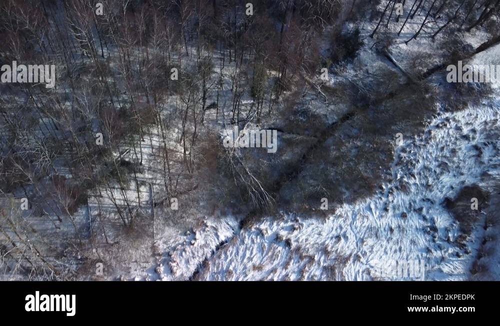 Desolate forest Stock Videos & Footage - HD and 4K Video Clips - Alamy