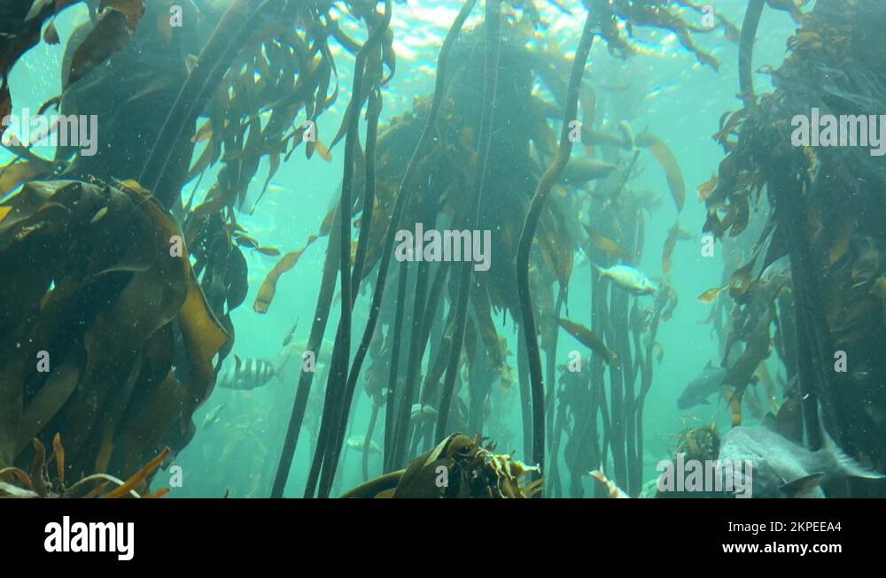 Belly of fish Stock Videos & Footage - HD and 4K Video Clips - Alamy