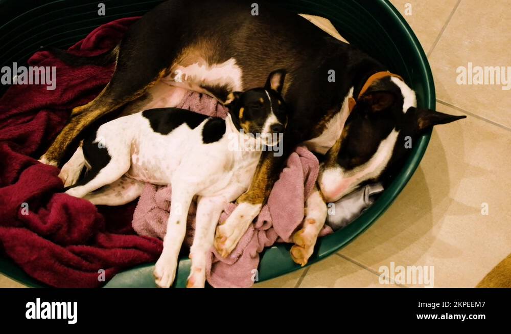 Dog breeds together Stock Videos & Footage - HD and 4K Video Clips - Alamy