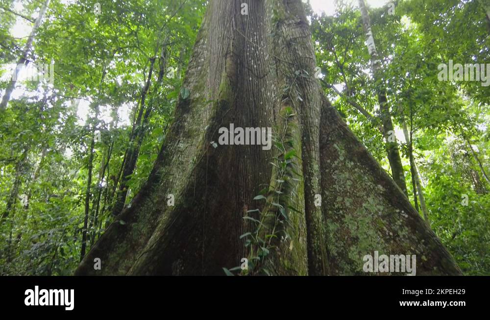Tree in the tropical rainforest Stock Videos & Footage - HD and 4K ...