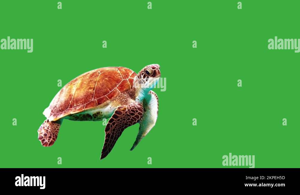 Green tortoise logo Stock Videos & Footage - HD and 4K Video Clips - Alamy