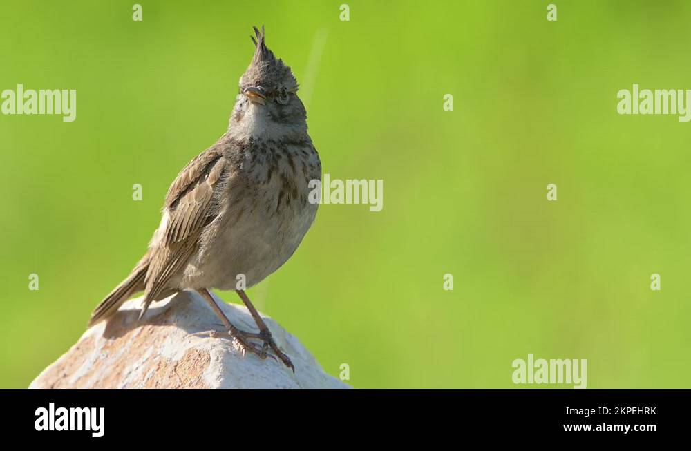 Lark bird songbird Stock Videos & Footage - HD and 4K Video Clips - Alamy