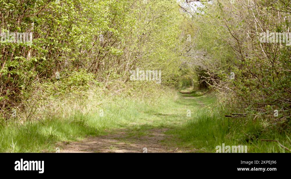 Ancientwoodland Stock Videos & Footage - HD and 4K Video Clips - Alamy