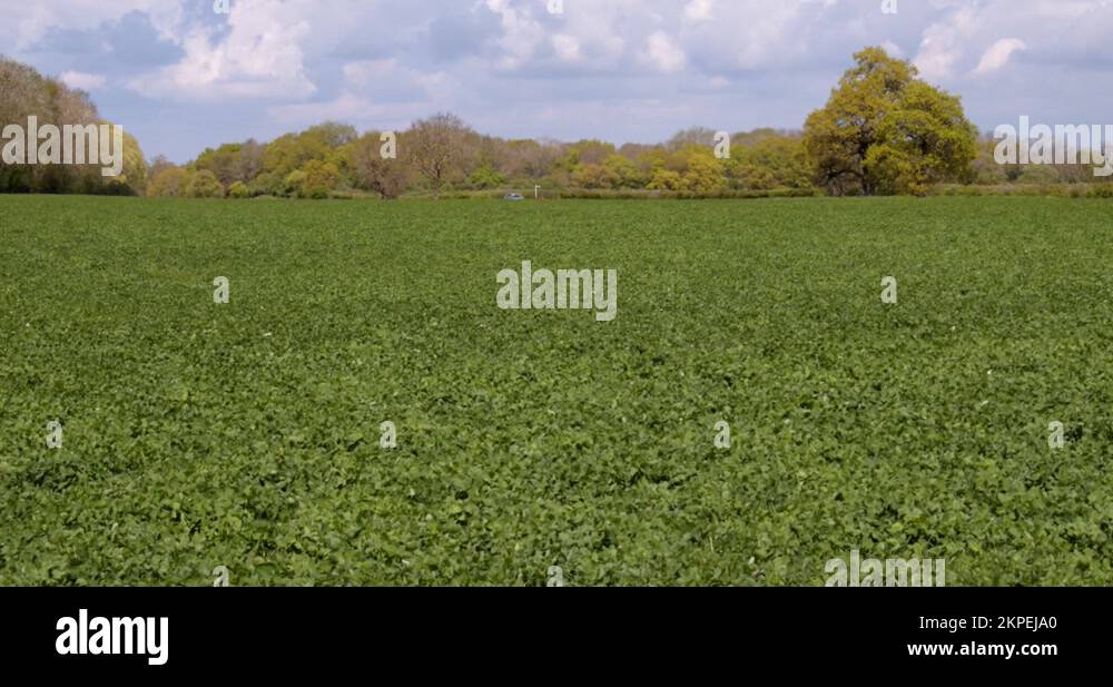 Wind blowing field crop with oak tree in background and car driving by ...