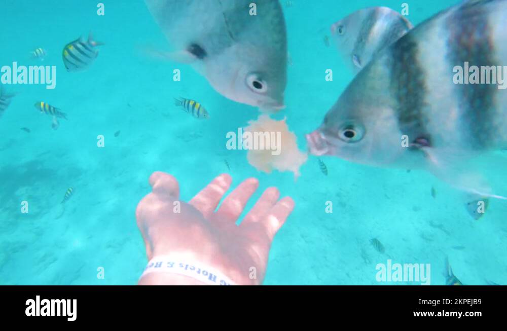 Underwater watermelon Stock Videos & Footage - HD and 4K Video Clips ...