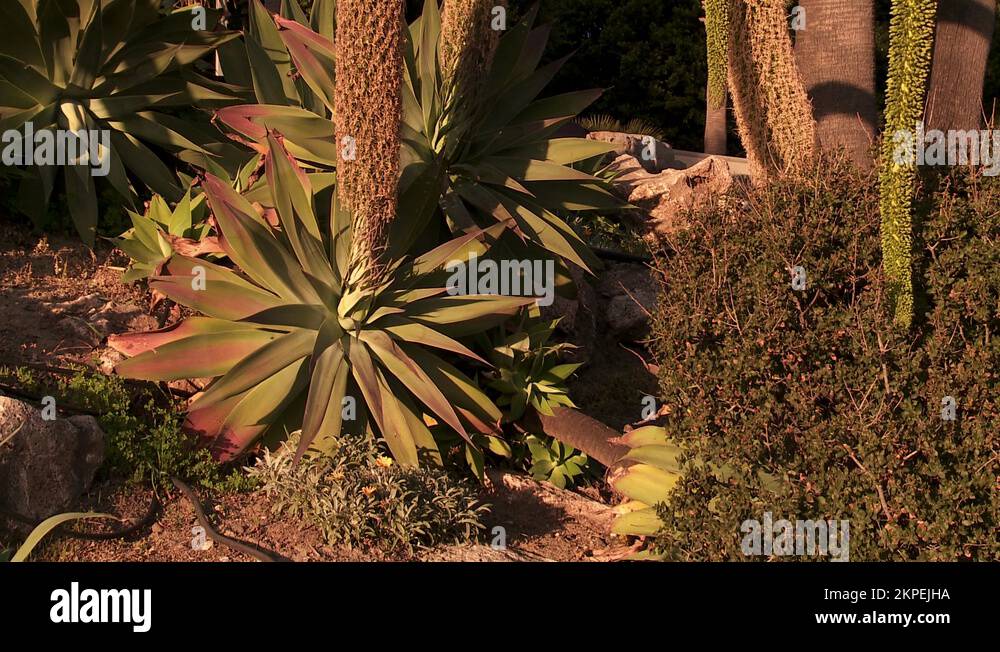 Spanish cactus Stock Videos & Footage - HD and 4K Video Clips - Alamy