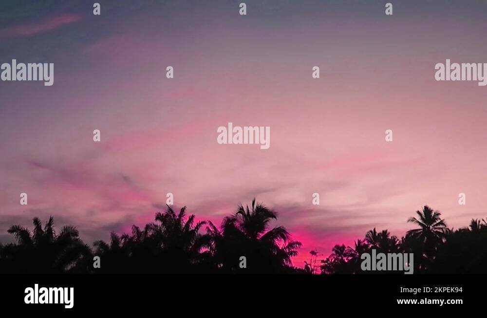 Pastel purple pink sunrise sky n tropical summer palm tree with ...