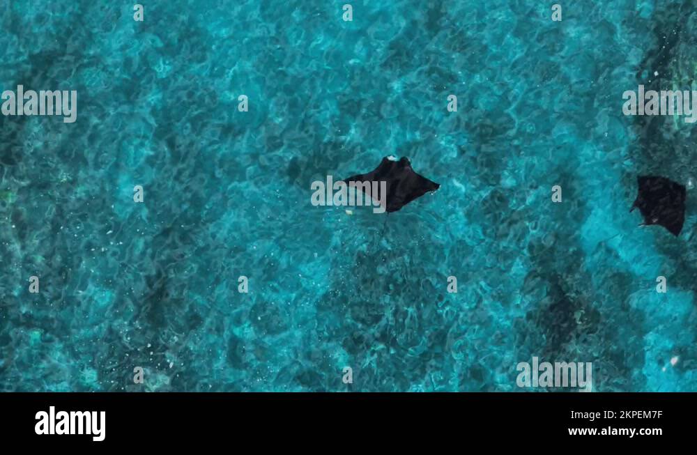 Black mobula manta ray swimming calm in tropical blue water, top down ...