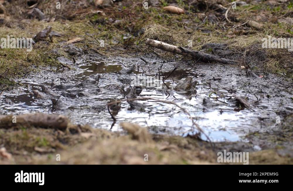 Flock of frogs breeds in mud puddle, reproduction of amphibians, static ...