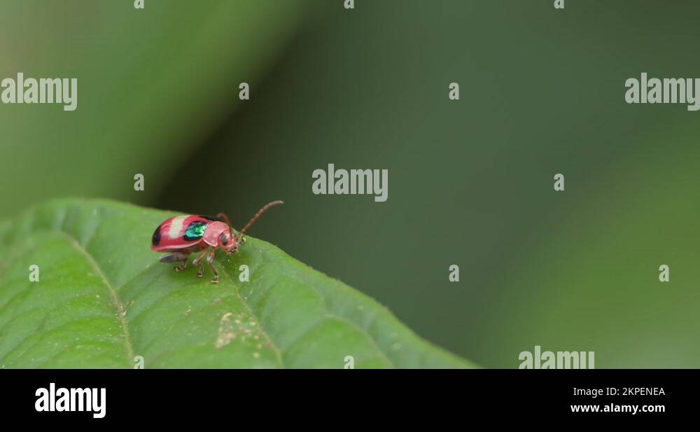 Red spotted beetle Stock Videos & Footage - HD and 4K Video Clips - Alamy