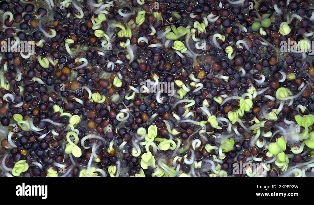 Horizontal growth Stock Videos & Footage - HD and 4K Video Clips - Alamy