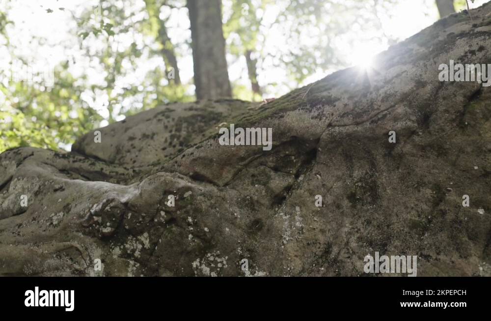 Sunlight peeking Stock Videos & Footage - HD and 4K Video Clips - Alamy