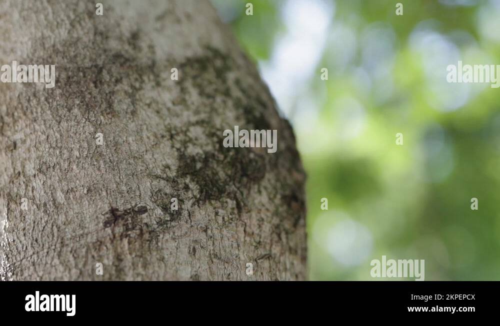 Climbing at a Stock Videos & Footage - HD and 4K Video Clips - Alamy