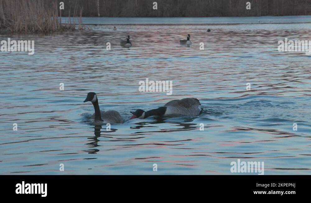 Goose chase Stock Videos & Footage - HD and 4K Video Clips - Alamy