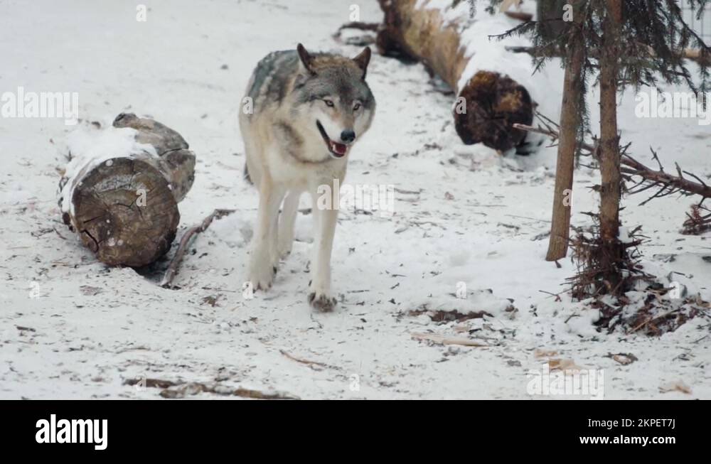 Arctic wolves snow Stock Videos & Footage - HD and 4K Video Clips - Alamy