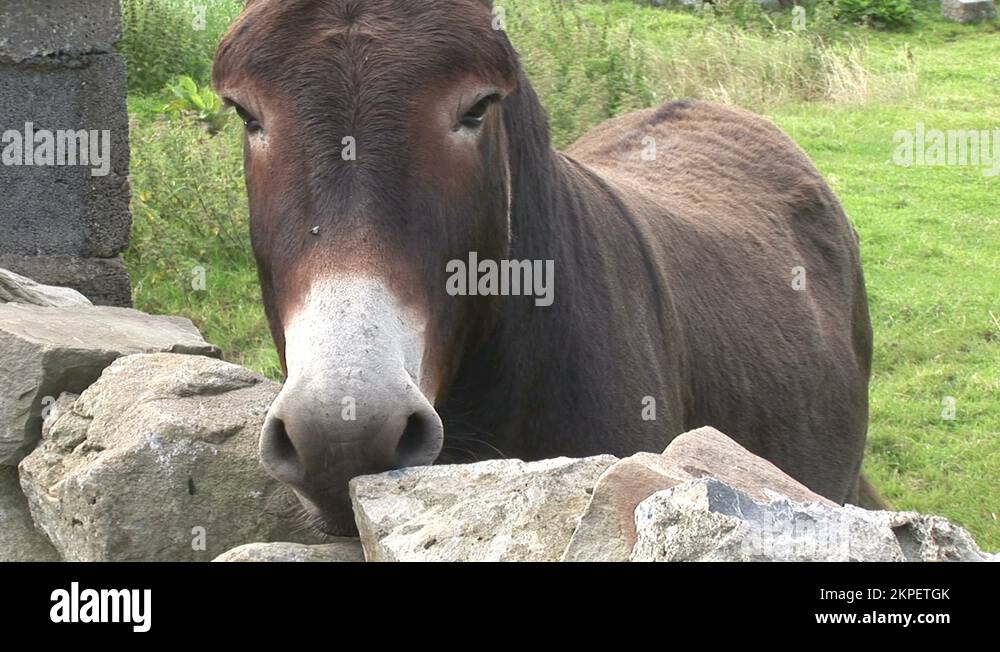 Donkey farm ireland Stock Videos & Footage - HD and 4K Video Clips - Alamy