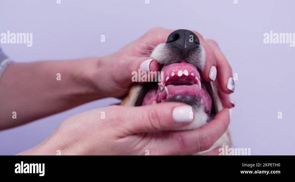 Canine mouth open teeth Stock Videos & Footage - HD and 4K Video Clips ...